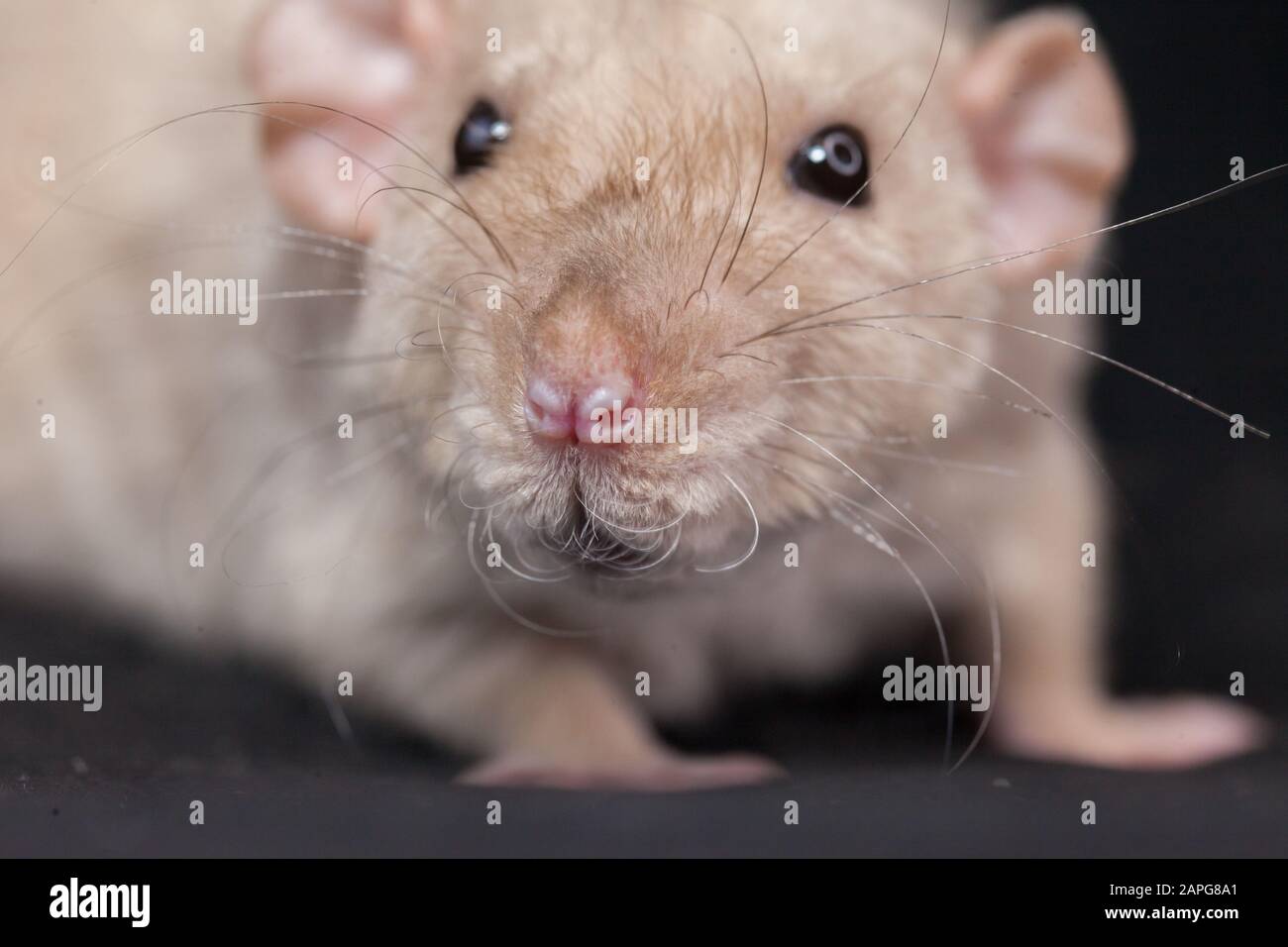The beige rat is charismatic. funny rat. charisma concept. symbol of ...