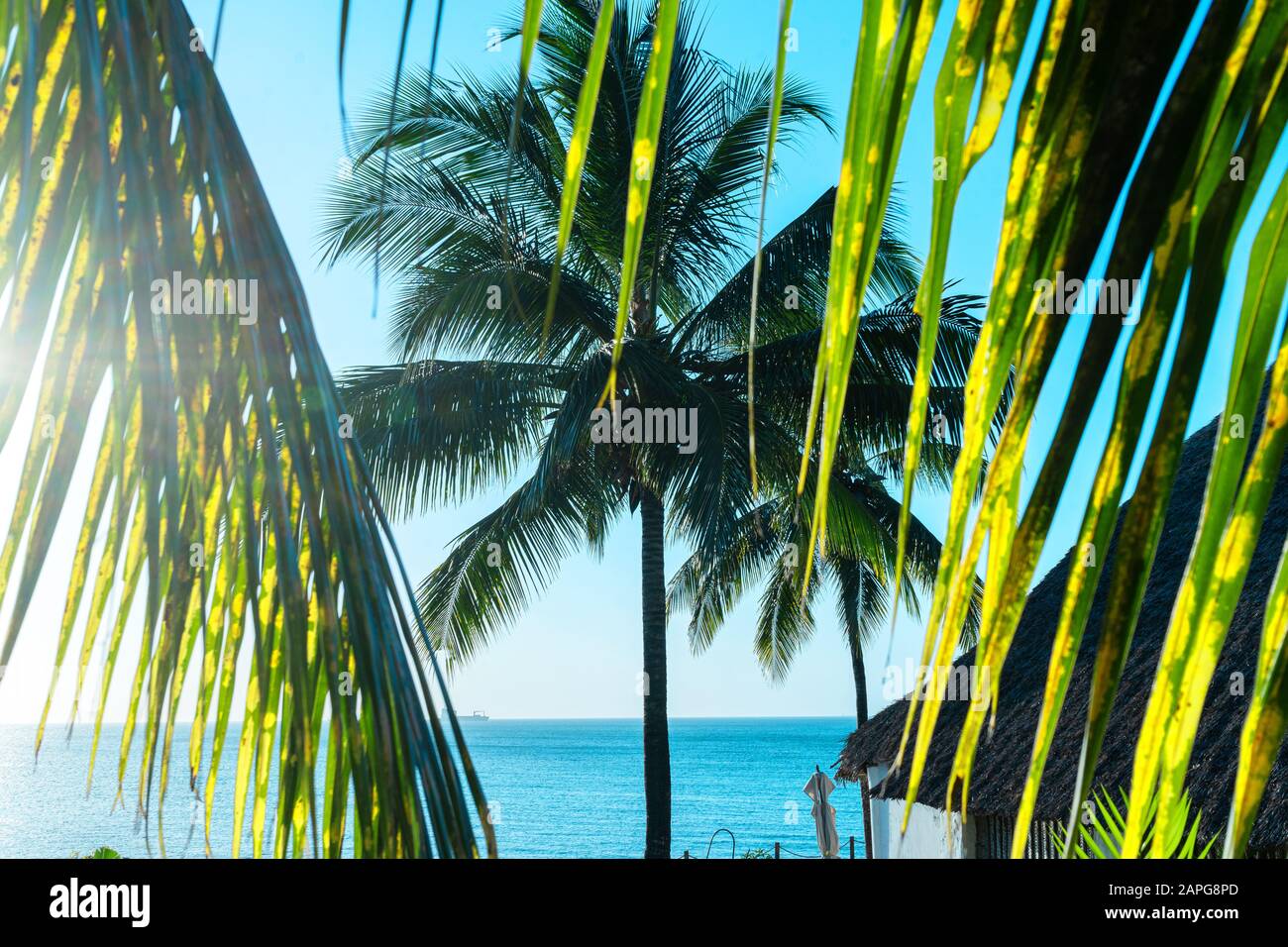 Coconut palm trees beautiful tropical background, Zanzibar island ...