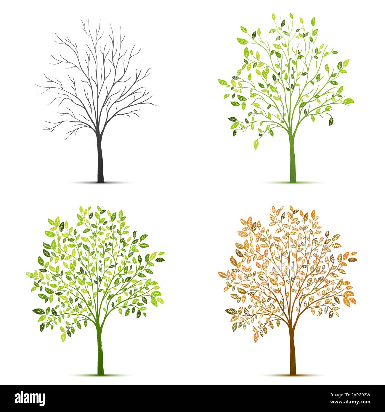 Four seasons of tree vector Stock Vector Image & Art - Alamy