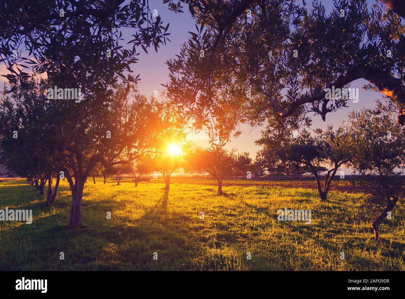 Fantastic views of the garden which glowing by sunlight at twilight ...