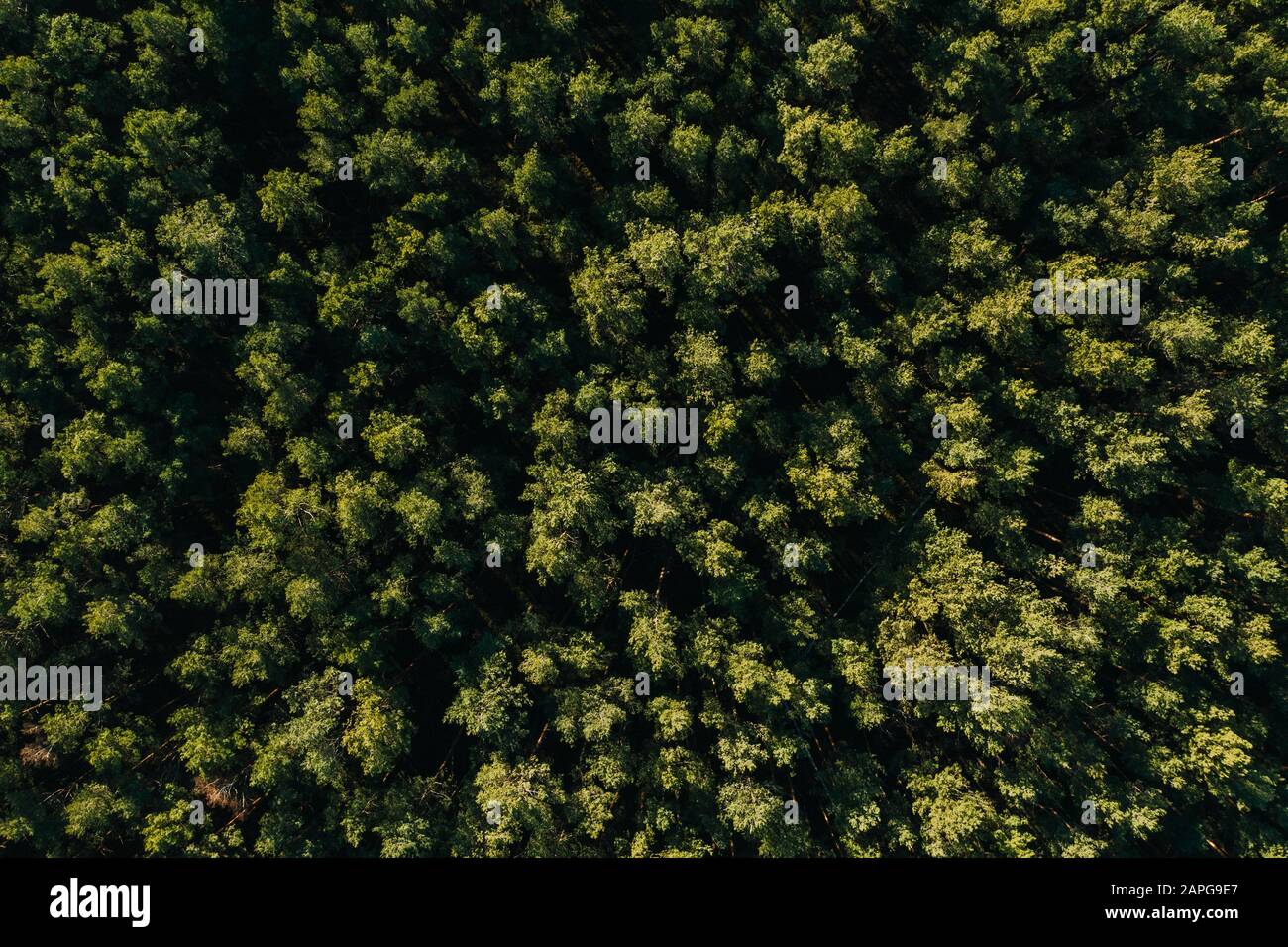 Aerial View photo of Forest Nature Trees Stock Photo - Alamy