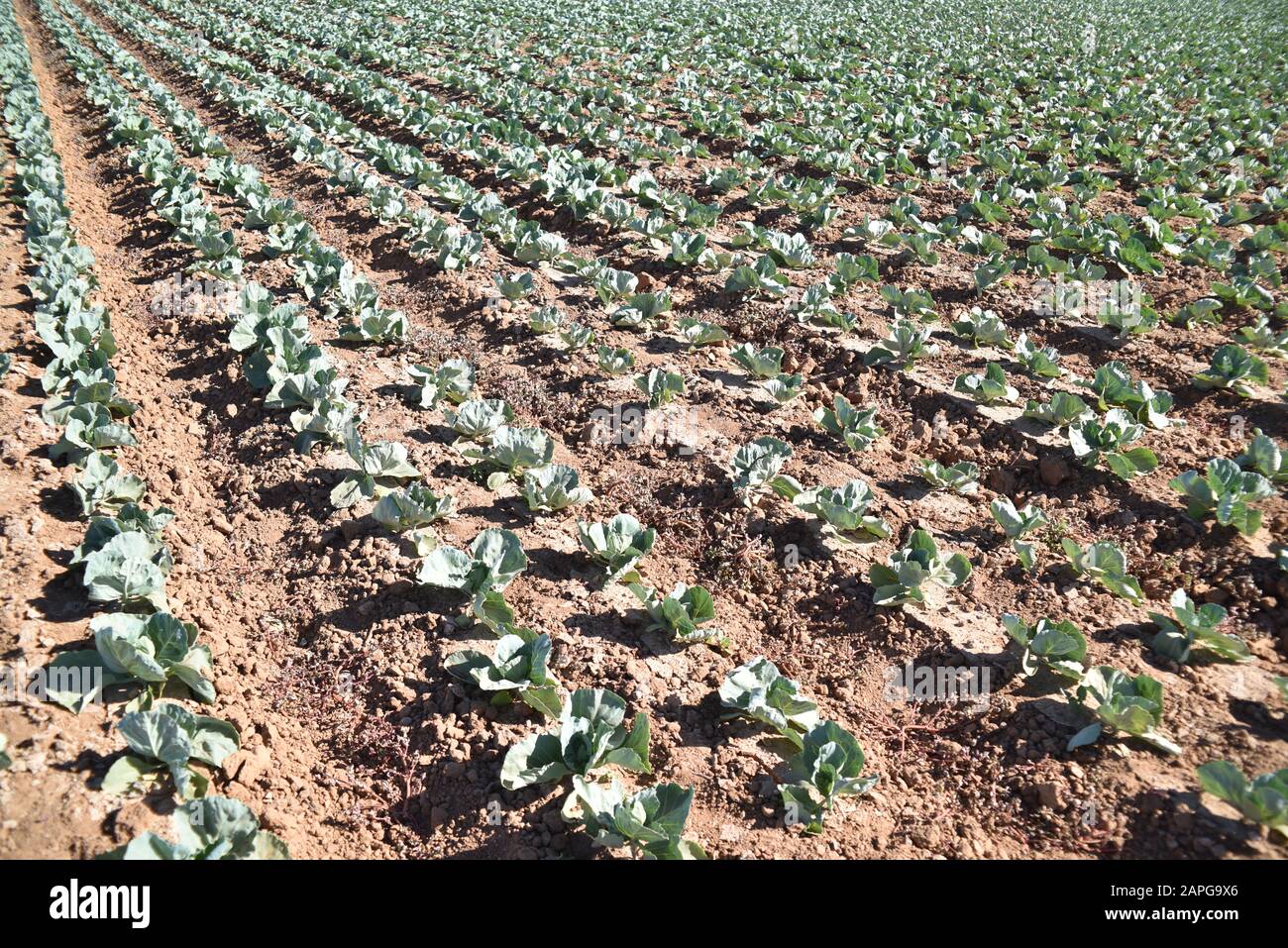Cabbage patch hi-res stock photography and images - Alamy