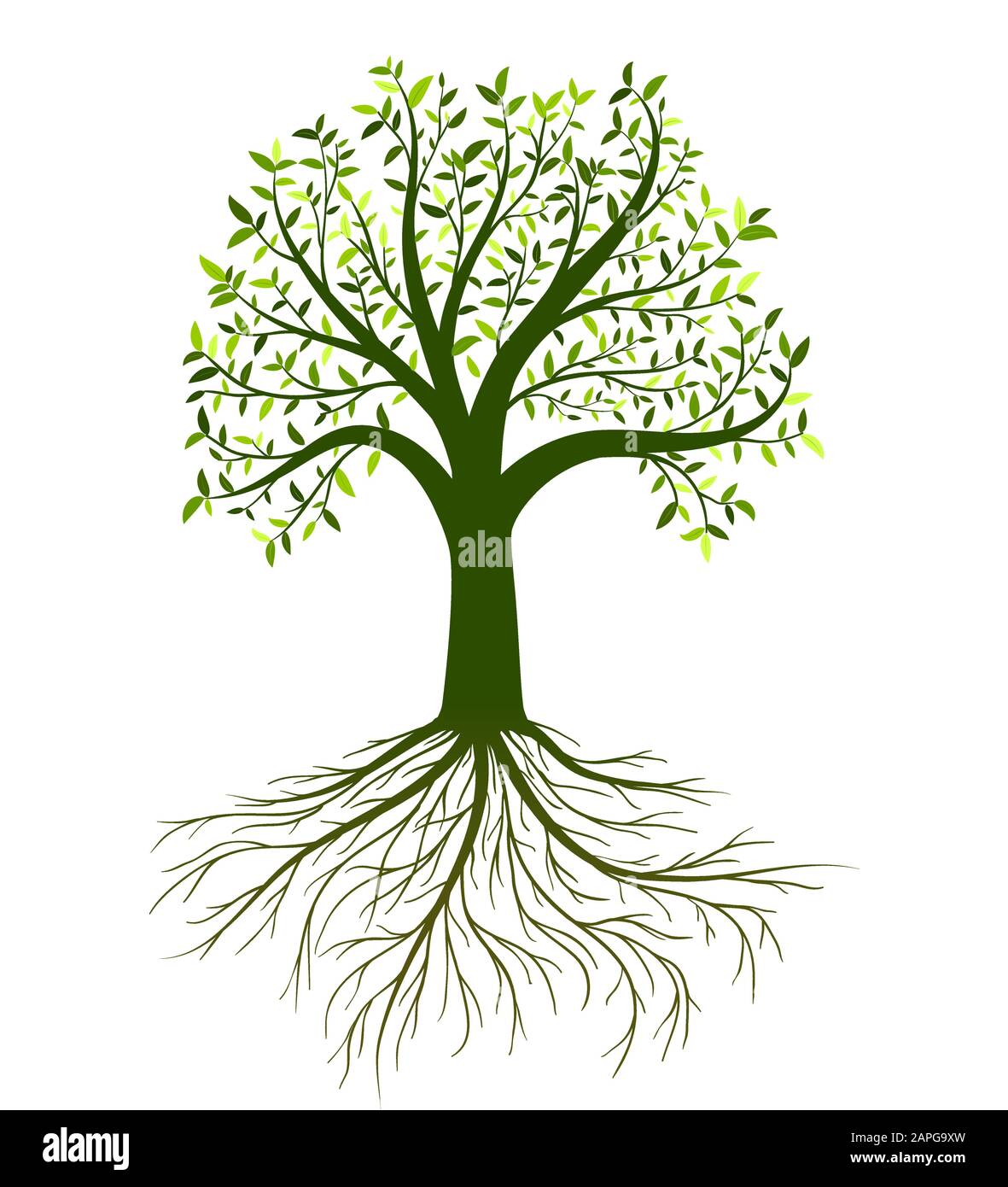 Vector tree with leaves and roots on white background Stock Vector ...