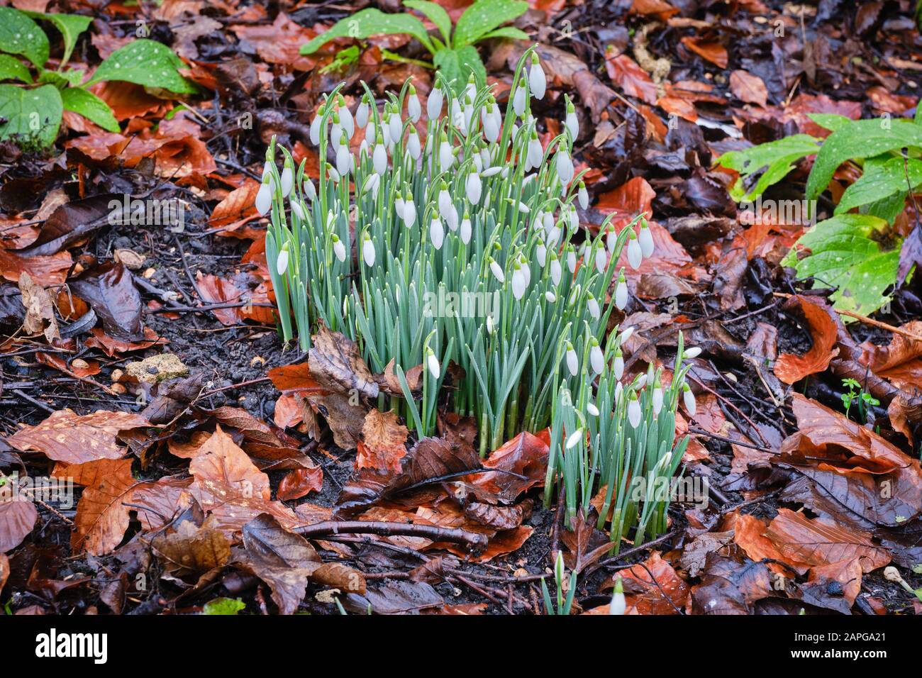Snowdrops Galanthus nivalis growing amongst leaf liitter in the spring ...