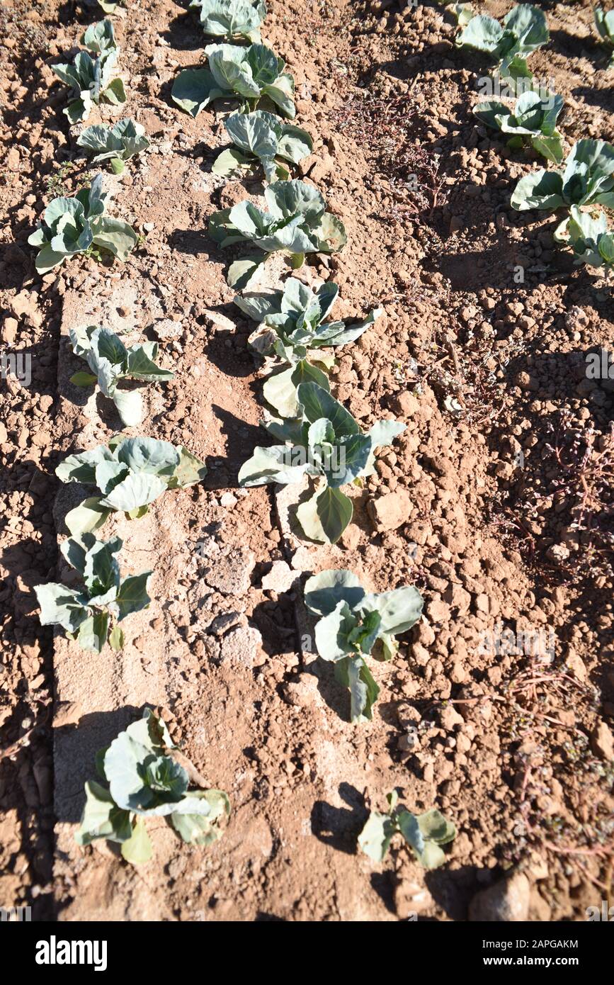 Cabbage patch hi-res stock photography and images - Alamy