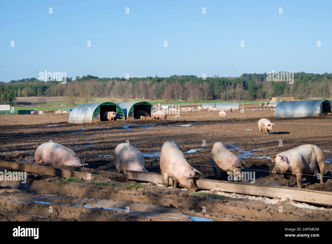 Organic pigs enjoy the sunshine outdoors in Suffolk. The free range ...