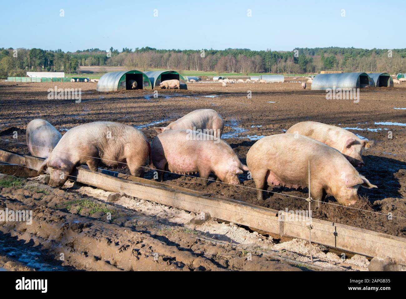 Organic pigs enjoy the sunshine outdoors in Suffolk. The free range ...