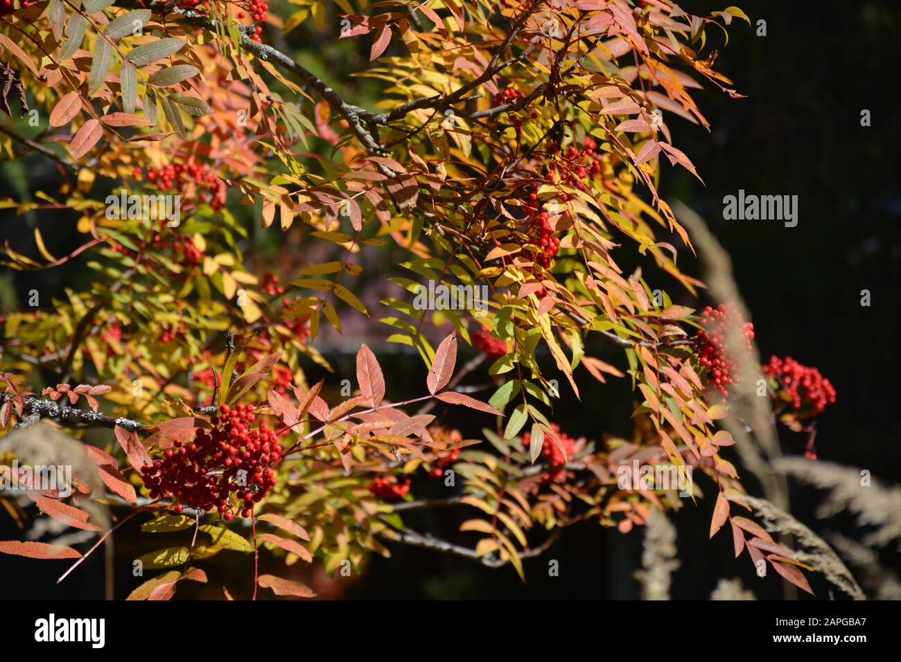 Red leaves on trees in forest in Ontario autumn Stock Photo - Alamy
