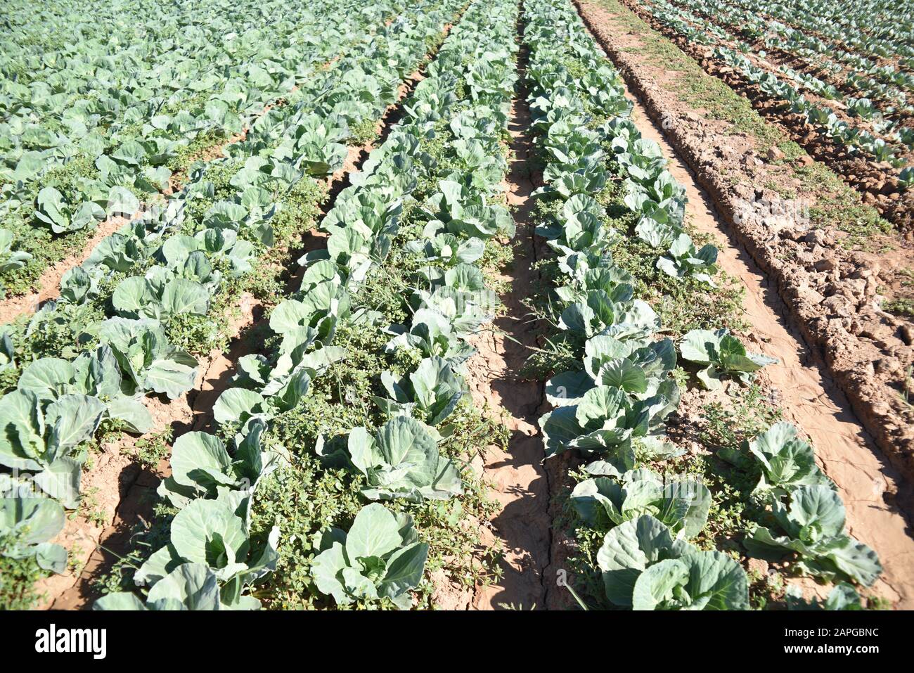 Arizona cabbage patch Stock Photo - Alamy