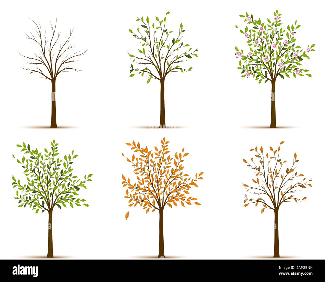 Seasons of tree vector Stock Vector Image & Art - Alamy