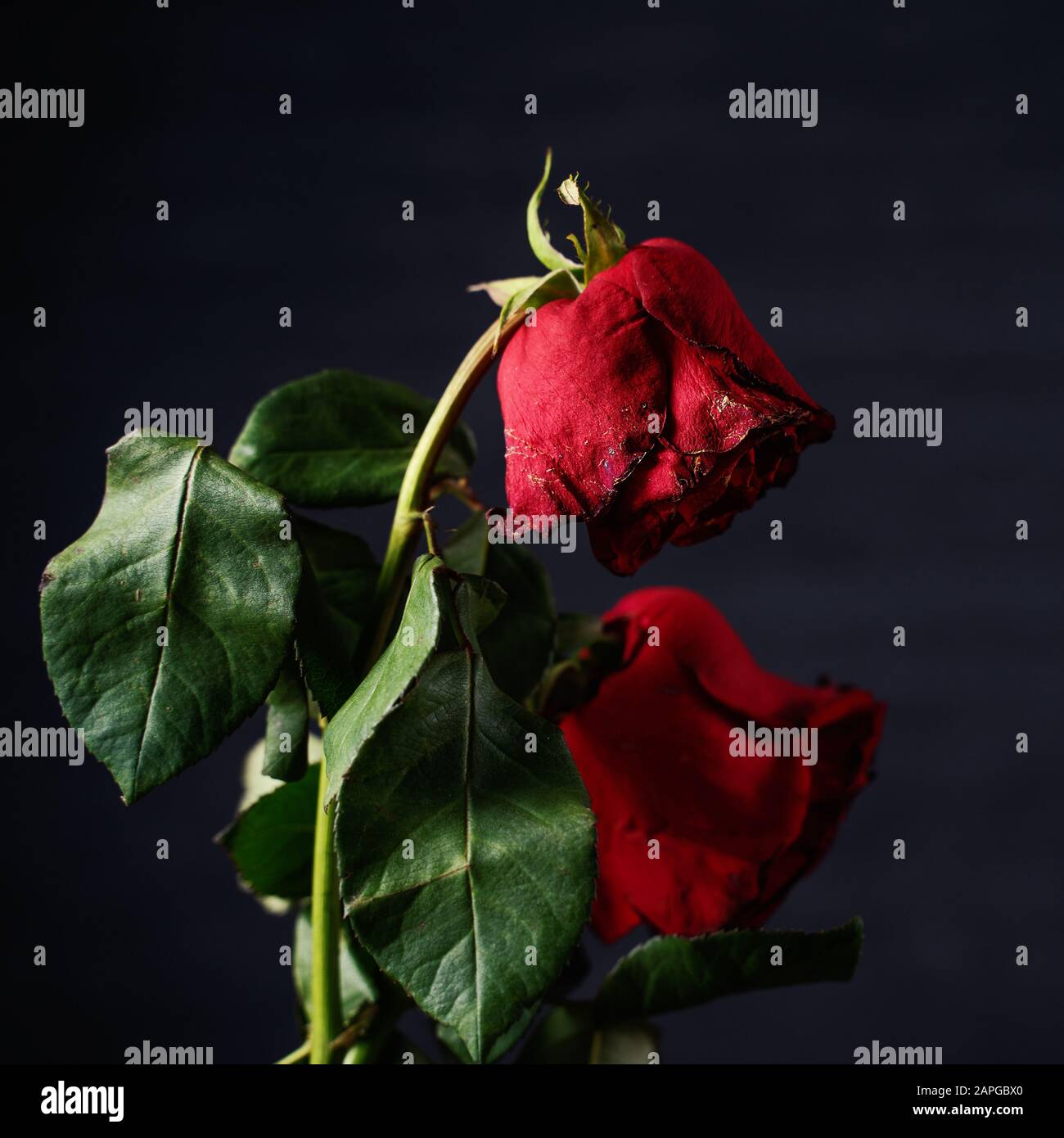 Withered rose on dark gray background and wooden table with fall petals ...