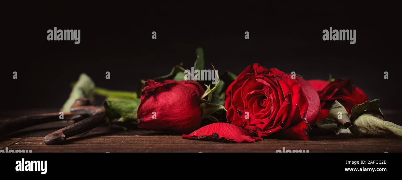 Withered rose on dark gray background and wooden table with fall petals ...