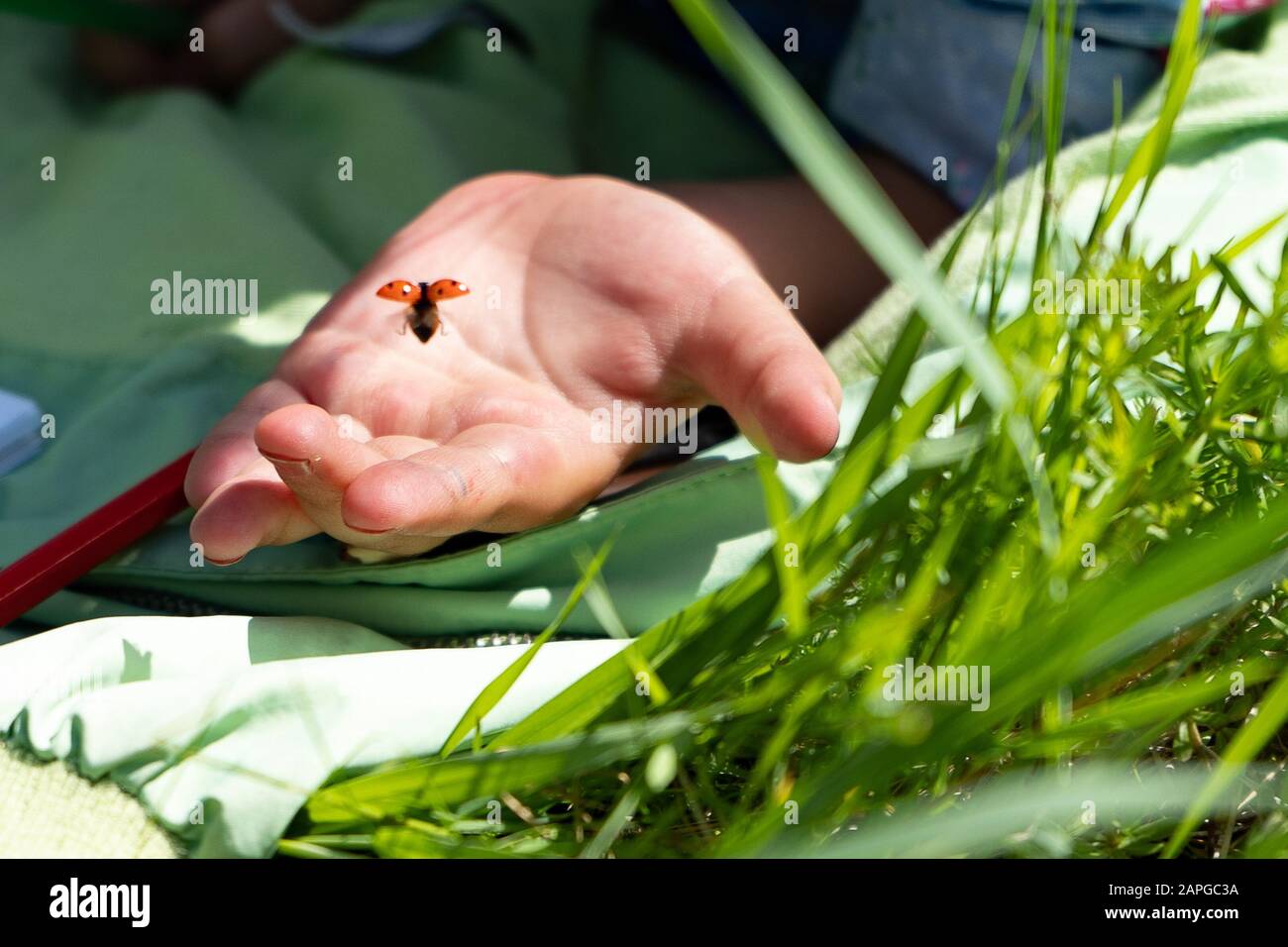 Little beautiful ladybug takes off from the palm of a child. Do no harm ...