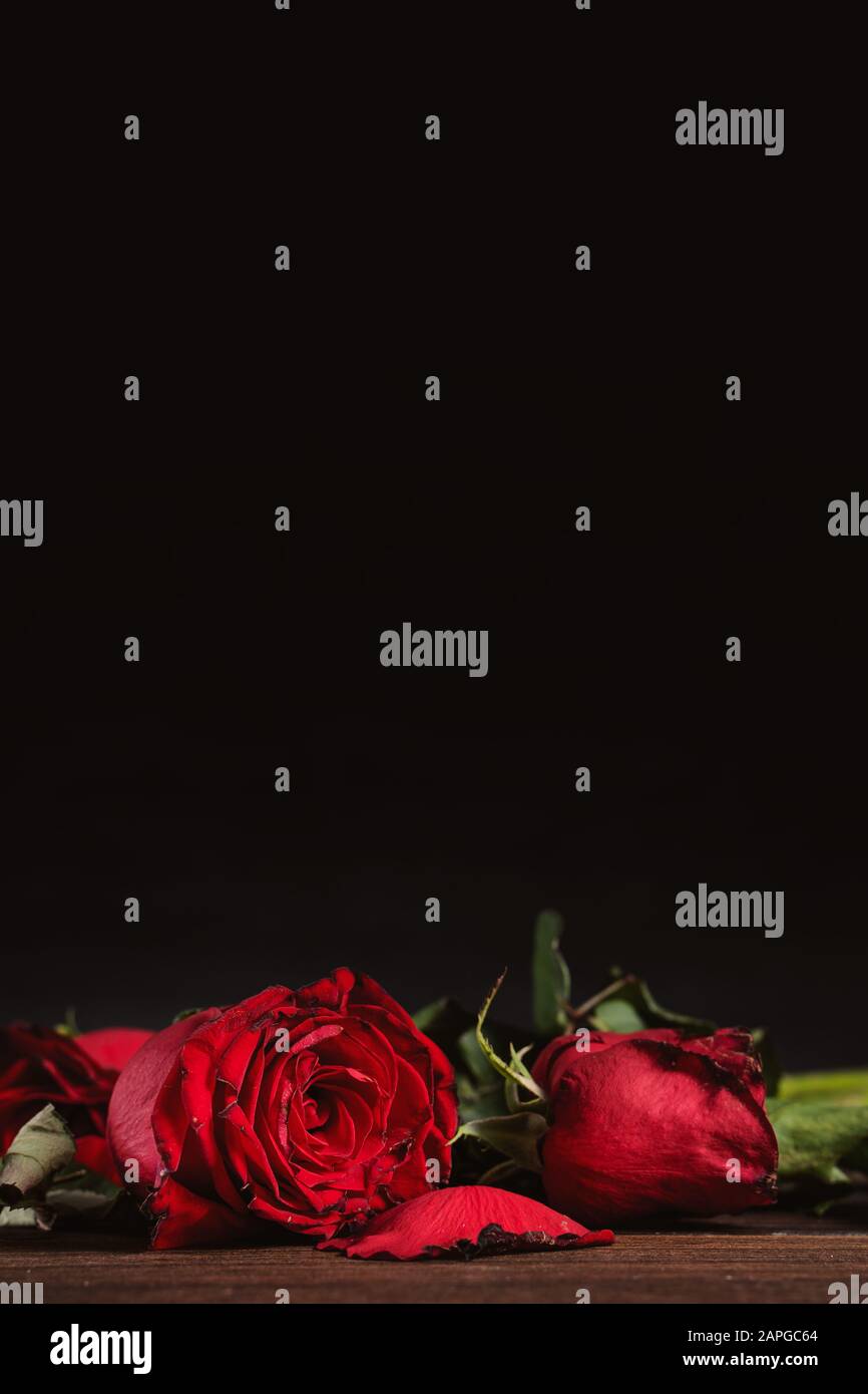 Withered rose on dark gray background and wooden table with fall petals ...