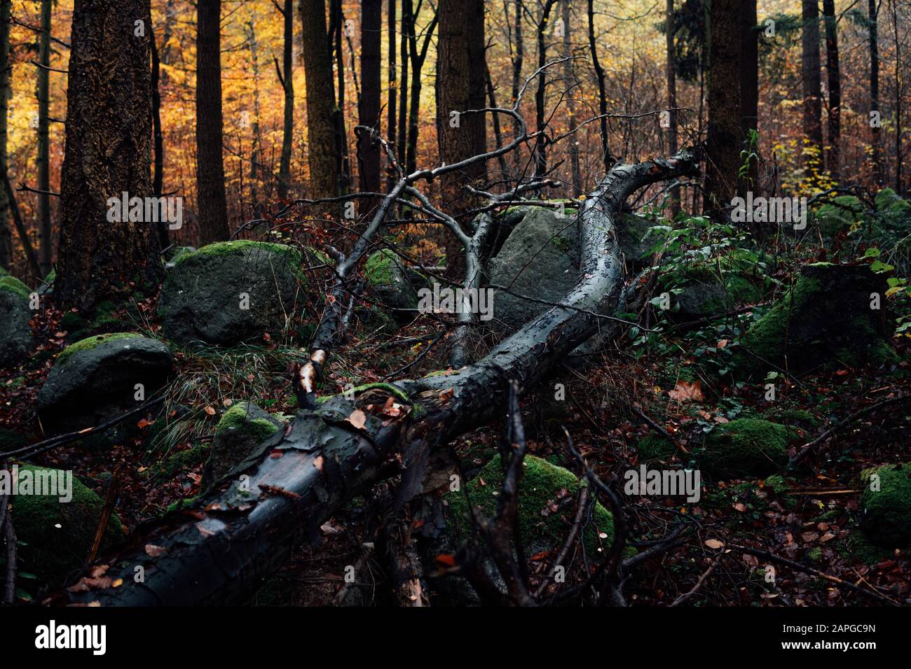 Colorful autumn colors in the dark forest with fallen trees Stock Photo ...