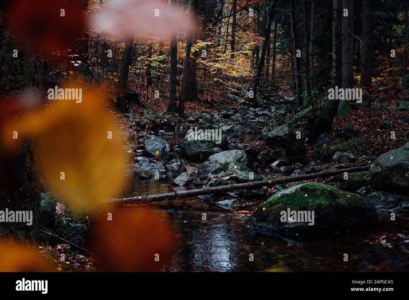 Colorful autumn colors in the forest with a small stream Stock Photo ...