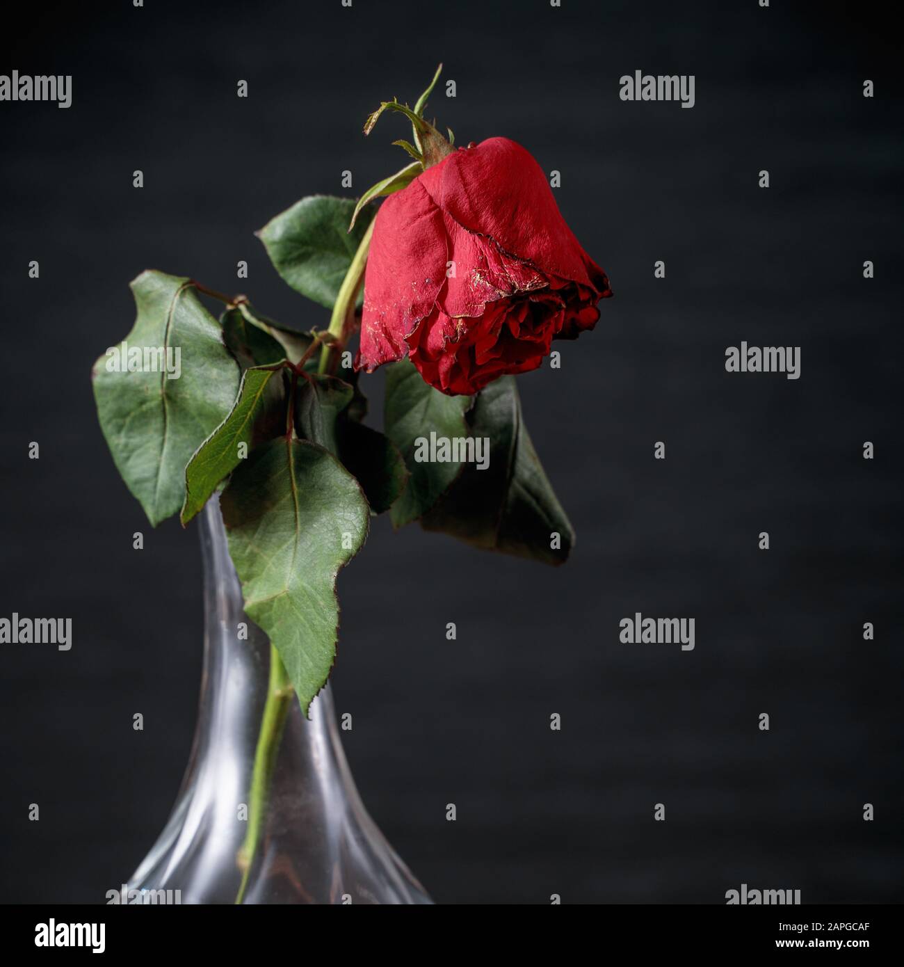 Sad Girl With Red Rose Wallpaper