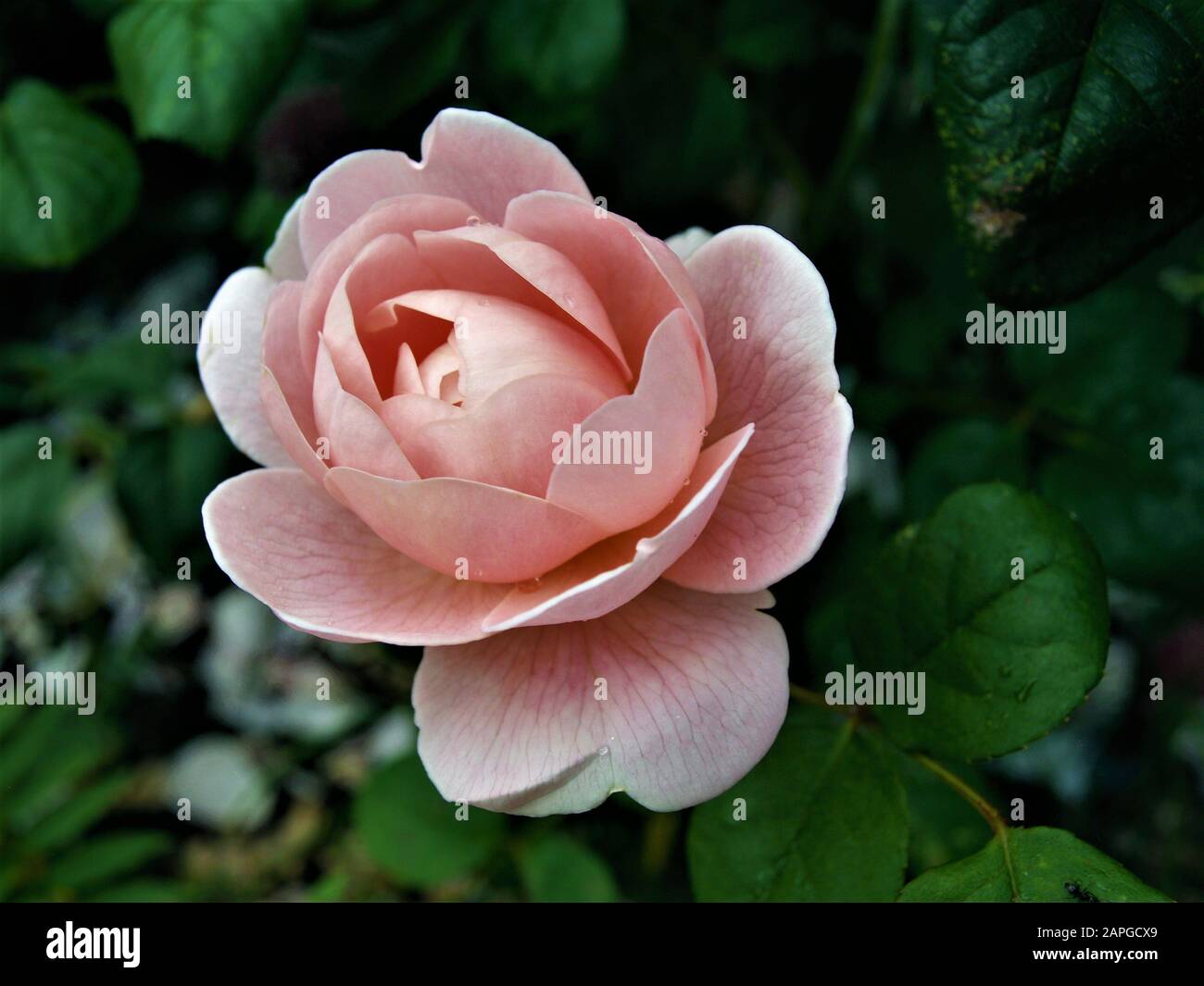 QUEEN OF SWEDEN rose - David Austin, 2004. English rose, close up, pale ...