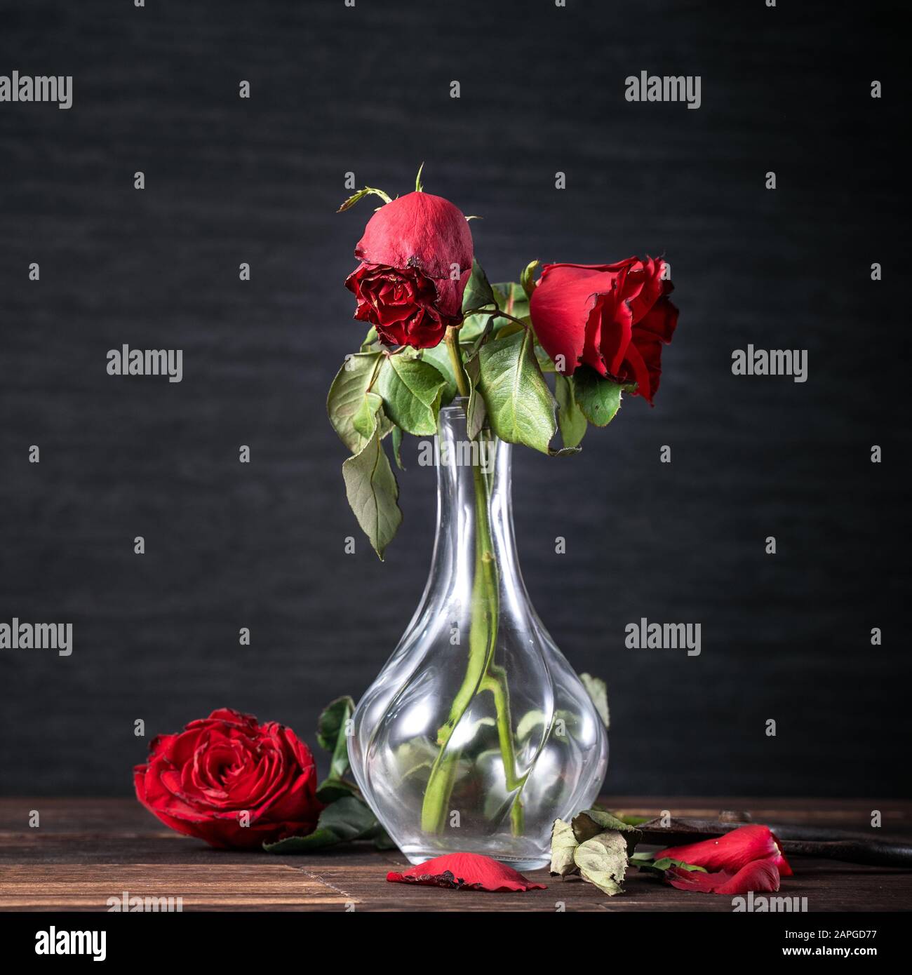 Withered rose on dark gray background and wooden table with fall petals ...