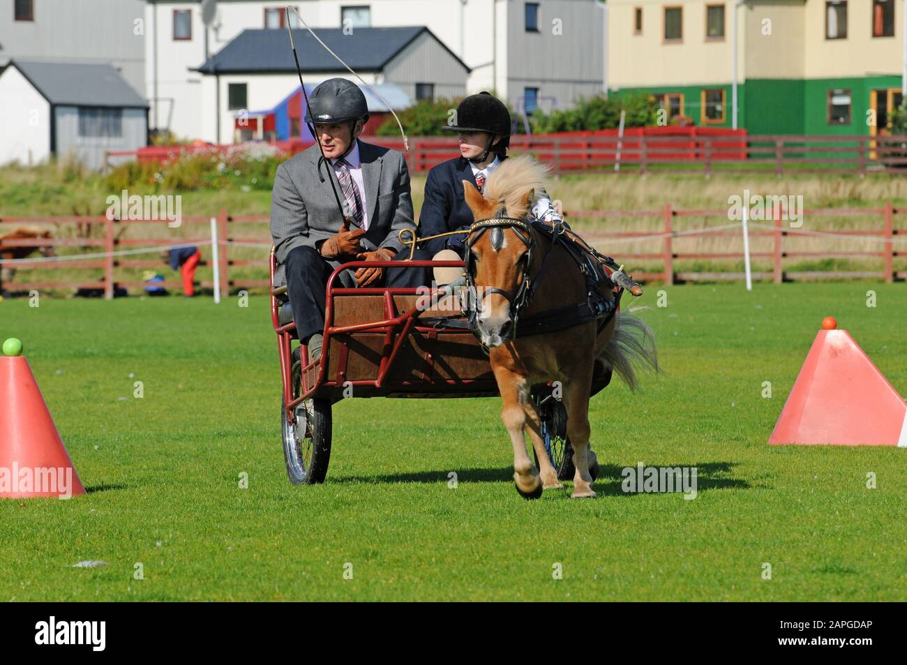 Shetland ponies isle of shetland hi-res stock photography and images ...