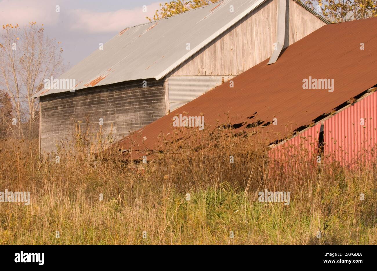 Old barns in a field covered in dry grass under the sunlight and a blue ...