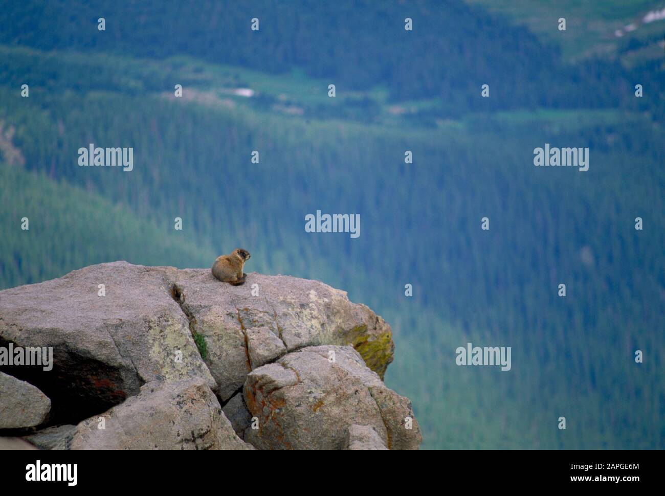 Small bear sitting on a rock surrounded by hills covered in forests ...