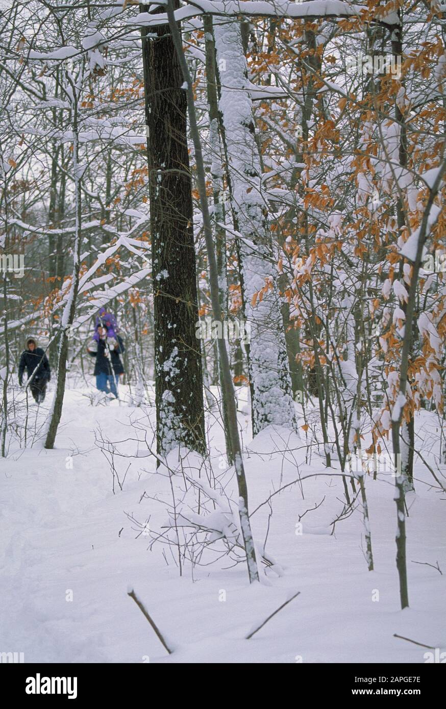 Vertical picture of a forest covered in the snow surrounded by trees ...