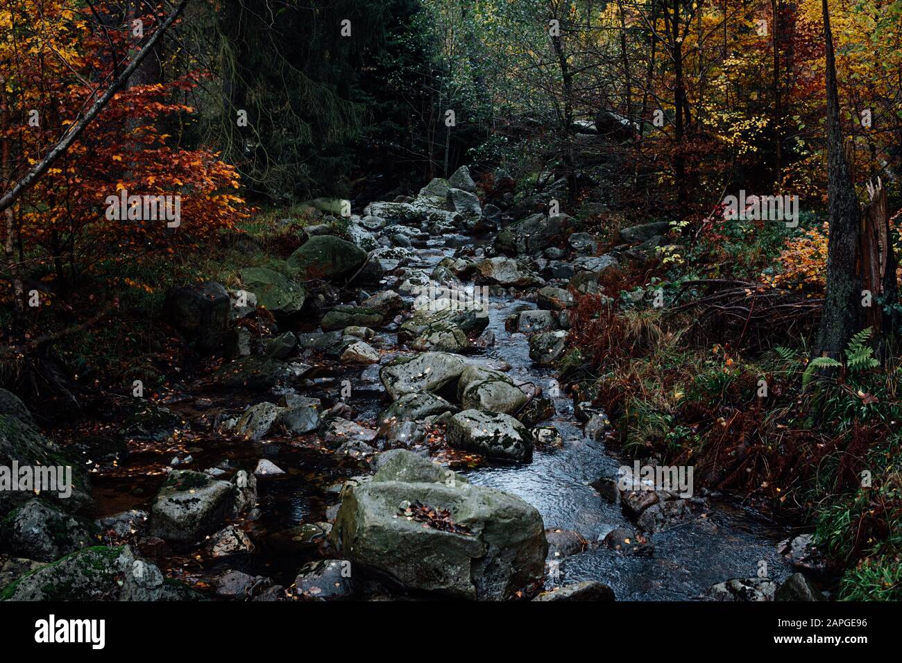Dark rain forest hi-res stock photography and images - Alamy
