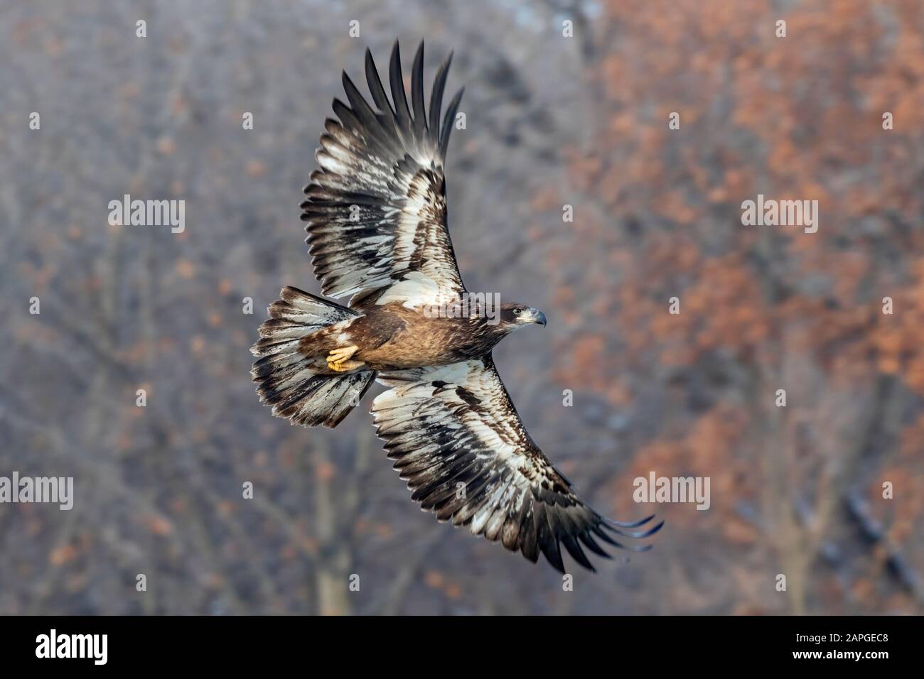 Bald eagle flying through trees hi-res stock photography and images - Alamy