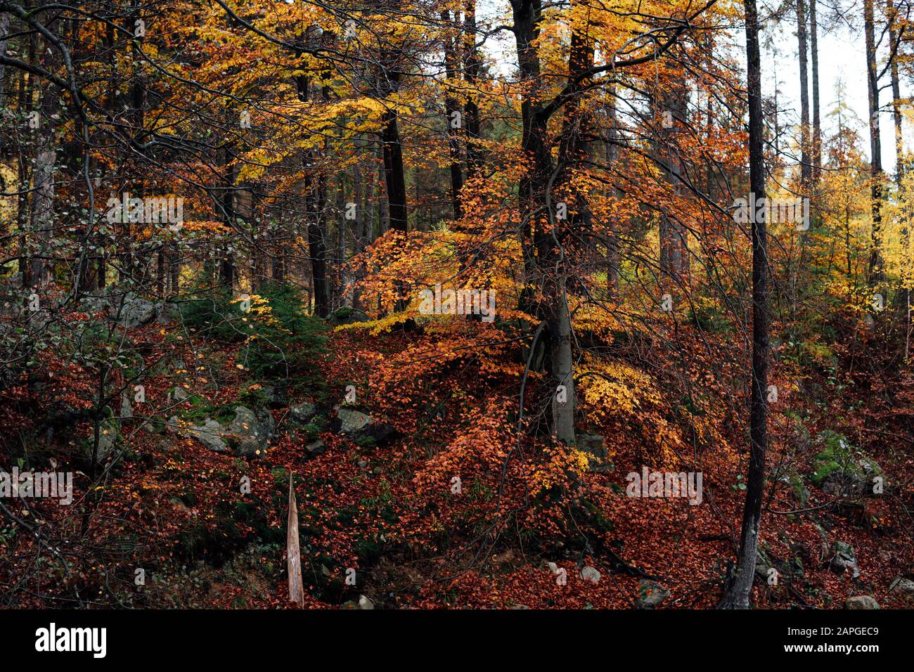 Rain forest treetop hi-res stock photography and images - Alamy