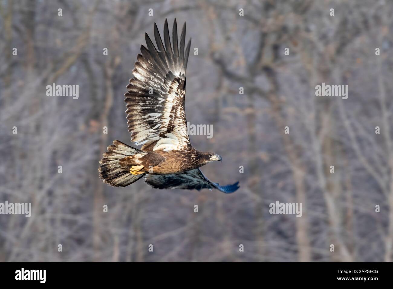 Bald eagle (Haliaeetus leucocephalus) young flying through autumn ...