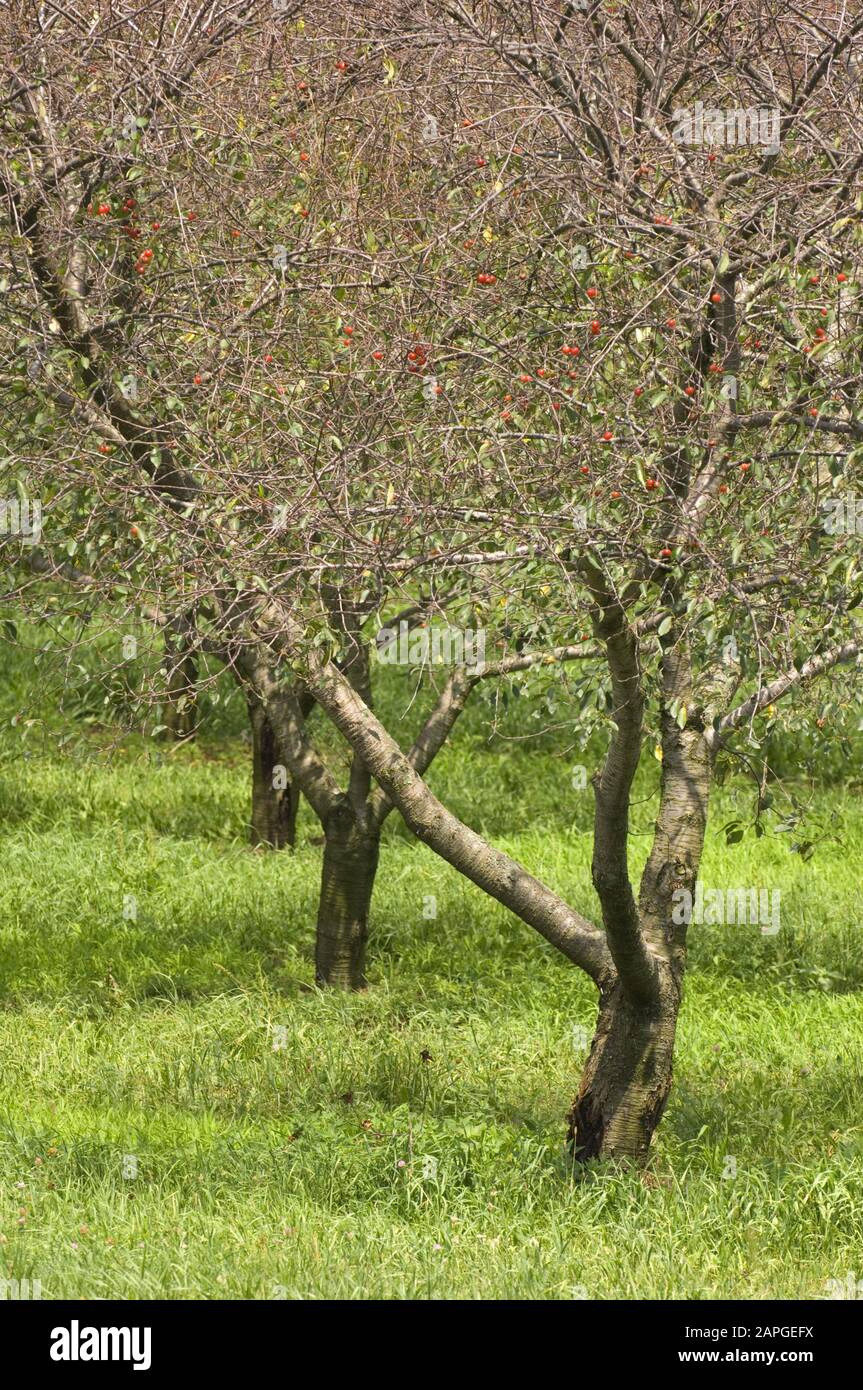 Vertical picture of fruit trees in a garden surrounded by grass under ...