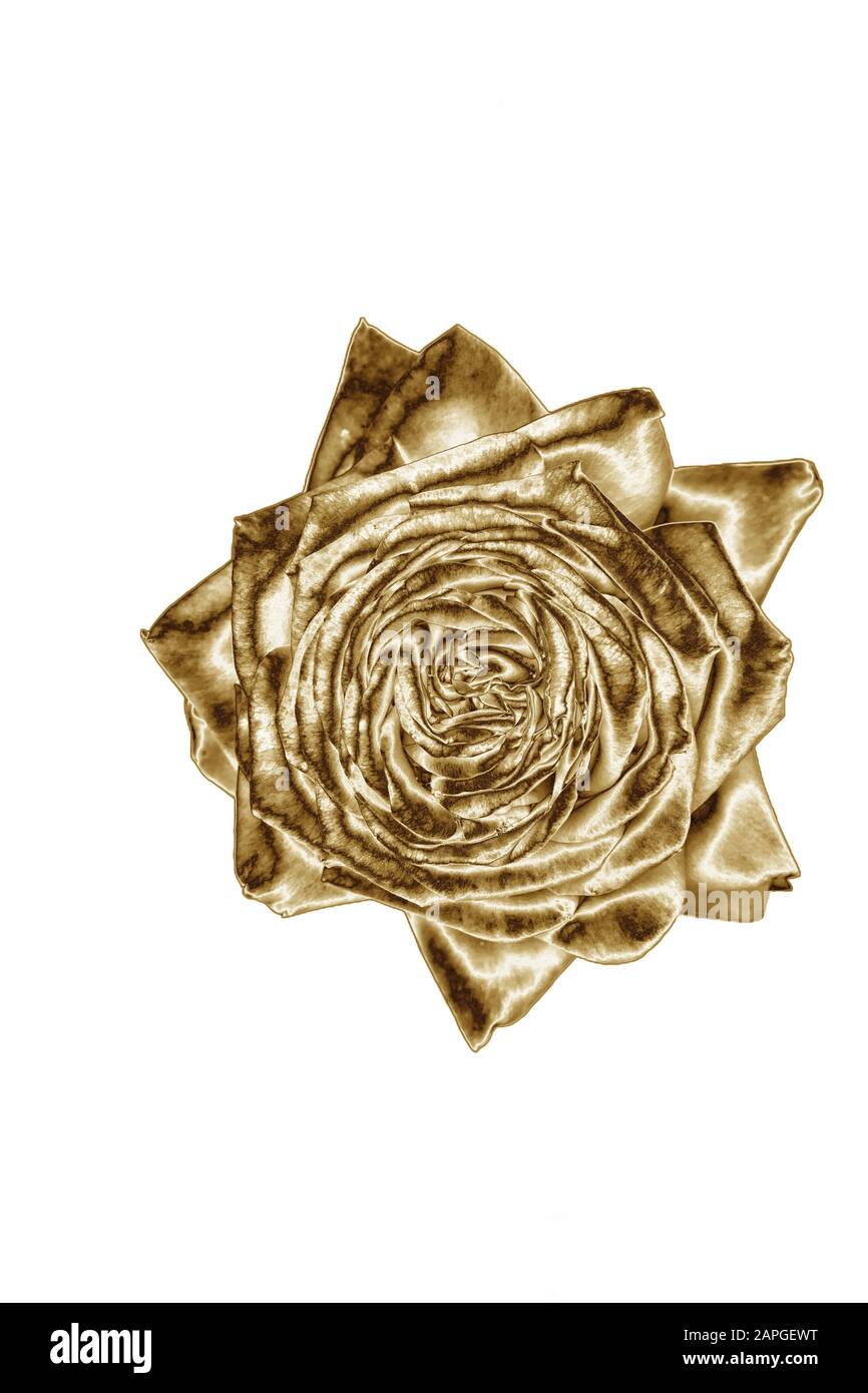 Golden rose wallpaper Cut Out Stock Images & Pictures - Alamy