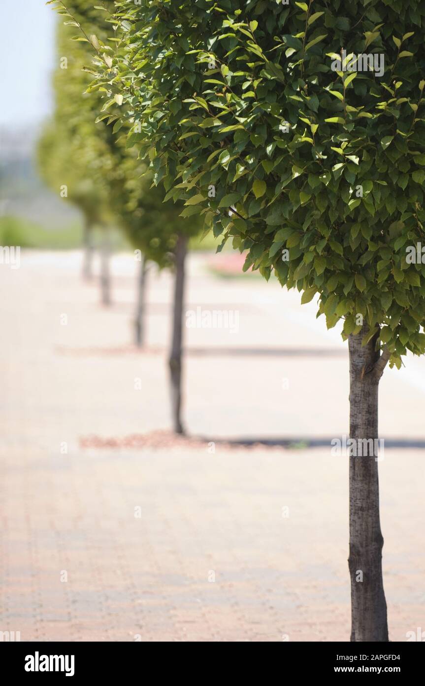 Vertical picture of trees in a park under the sunlight with a blurry ...