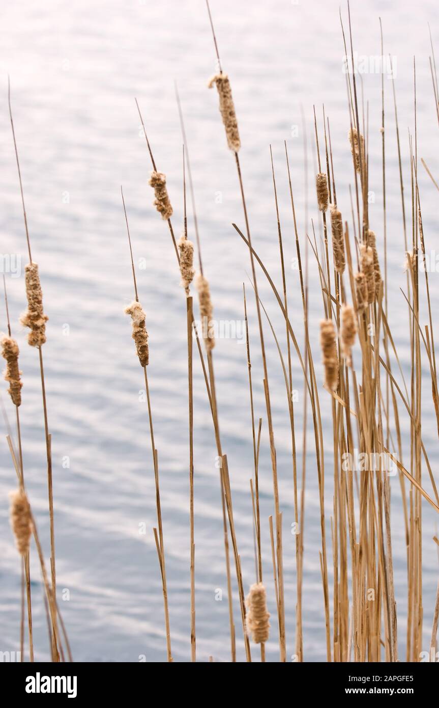 Vertical picture of common reed with the lake under the sunlight on the ...