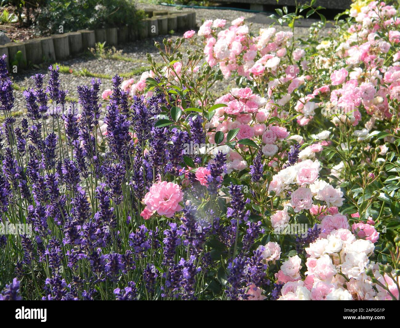 Rose garden lavender pink roses hi-res stock photography and images - Alamy