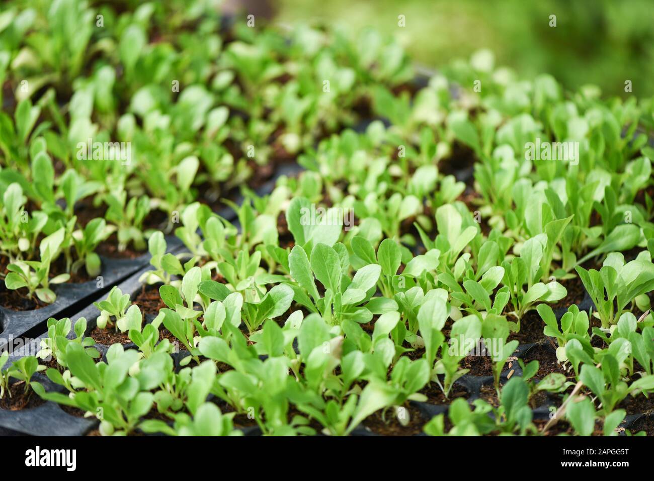 planting vegetables lettuce leaf on soil in the garden nursery / green ...