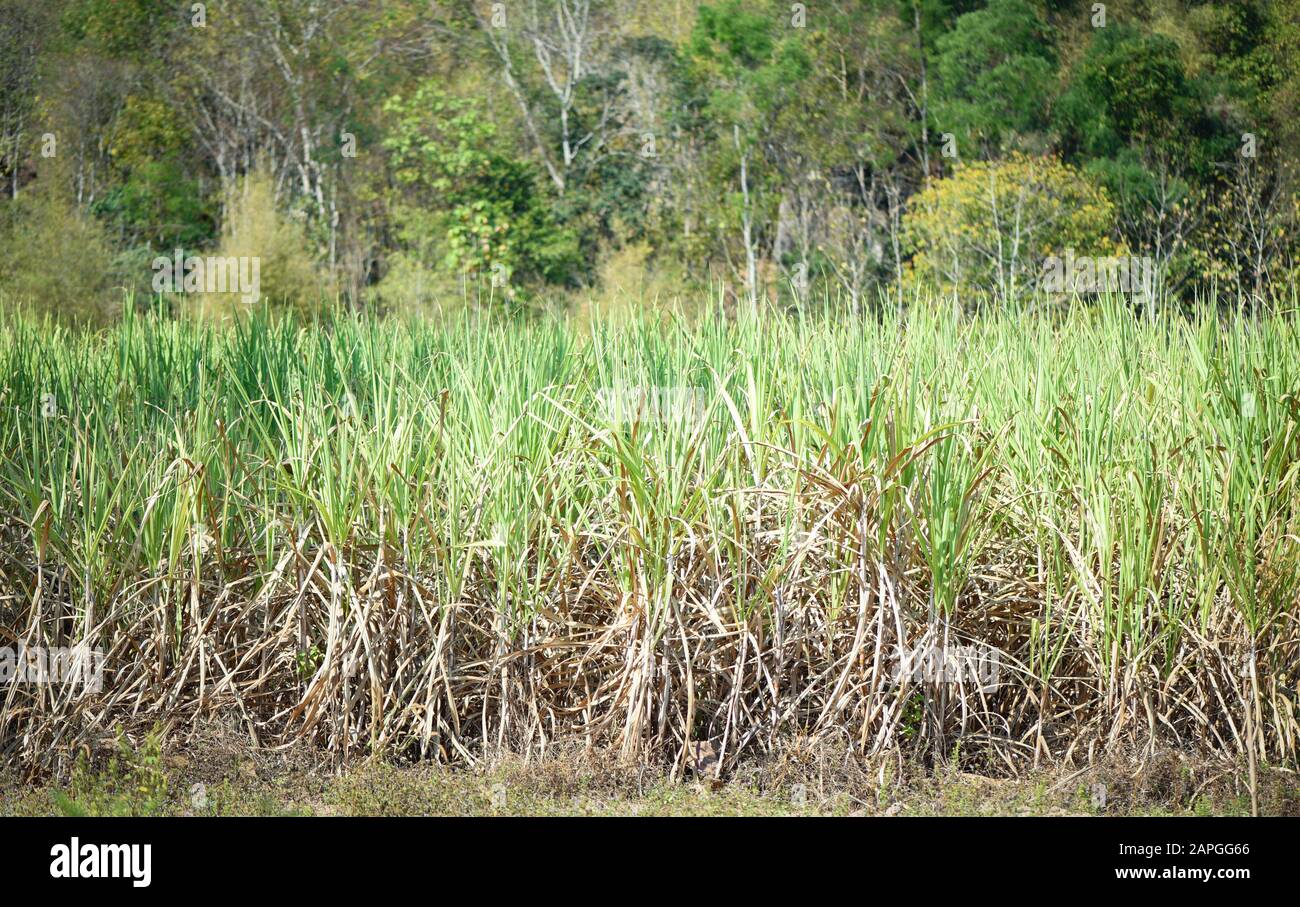 Sugarcane plant farm on green field plantation agriculture asian ...