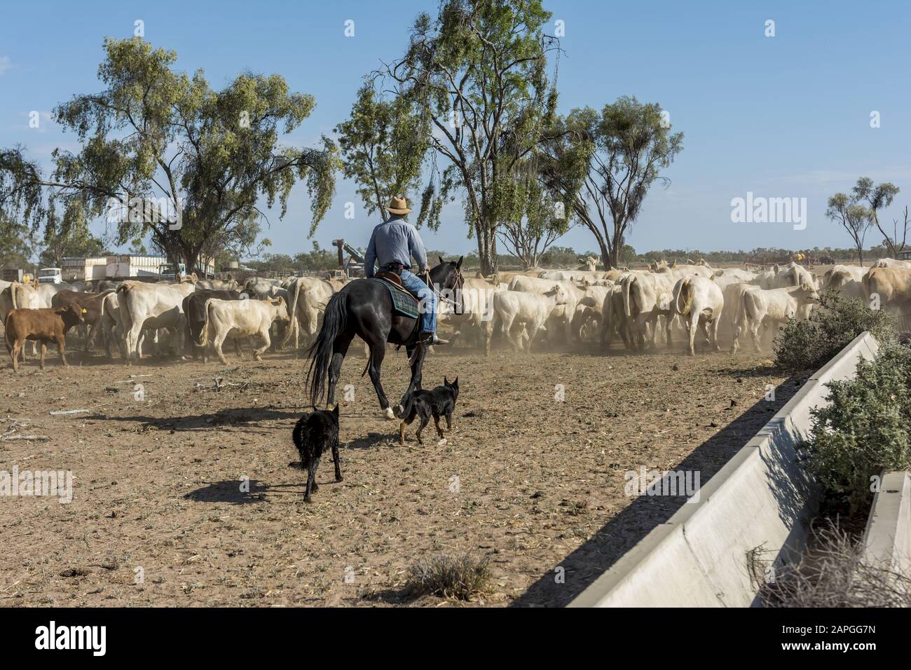 Horse and sheep ranch australia hi-res stock photography and images - Alamy