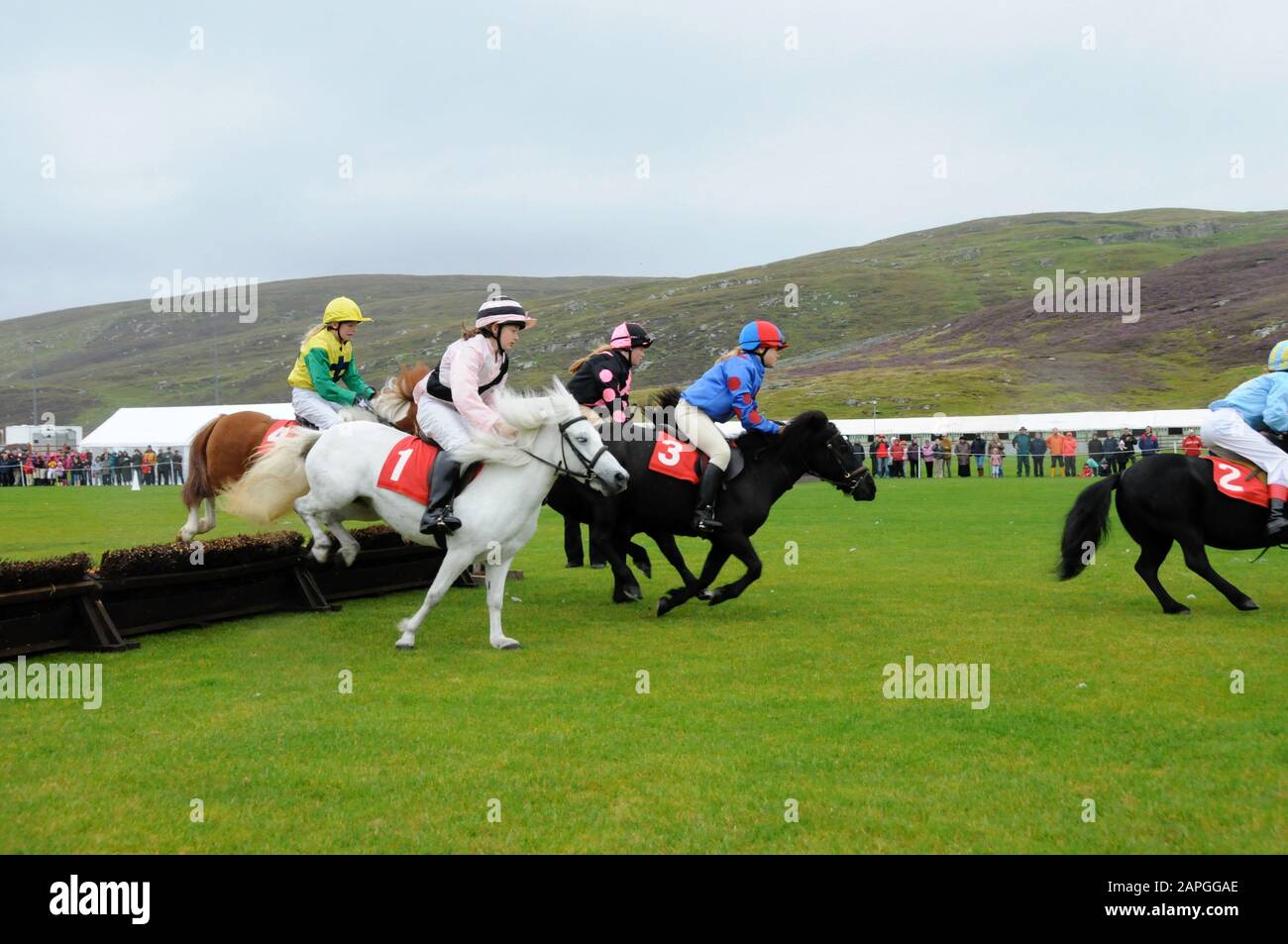 Shetland Grand National event being held at the Shetland Pony & Breeders show 2019 in Lerwick ...
