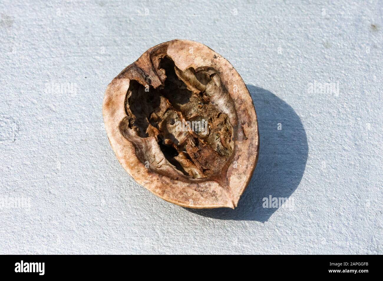 Closeup shot of an empty walnut shell on a blue surface Stock Photo - Alamy