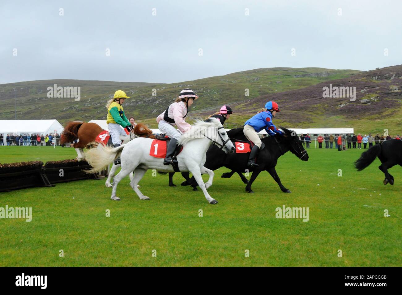 Shetland Grand National event being held at the Shetland Pony & Breeders show 2019 in Lerwick ...