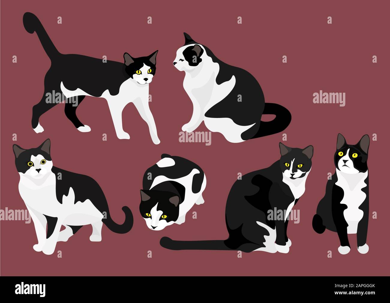 Tuxedo Cat Drawing