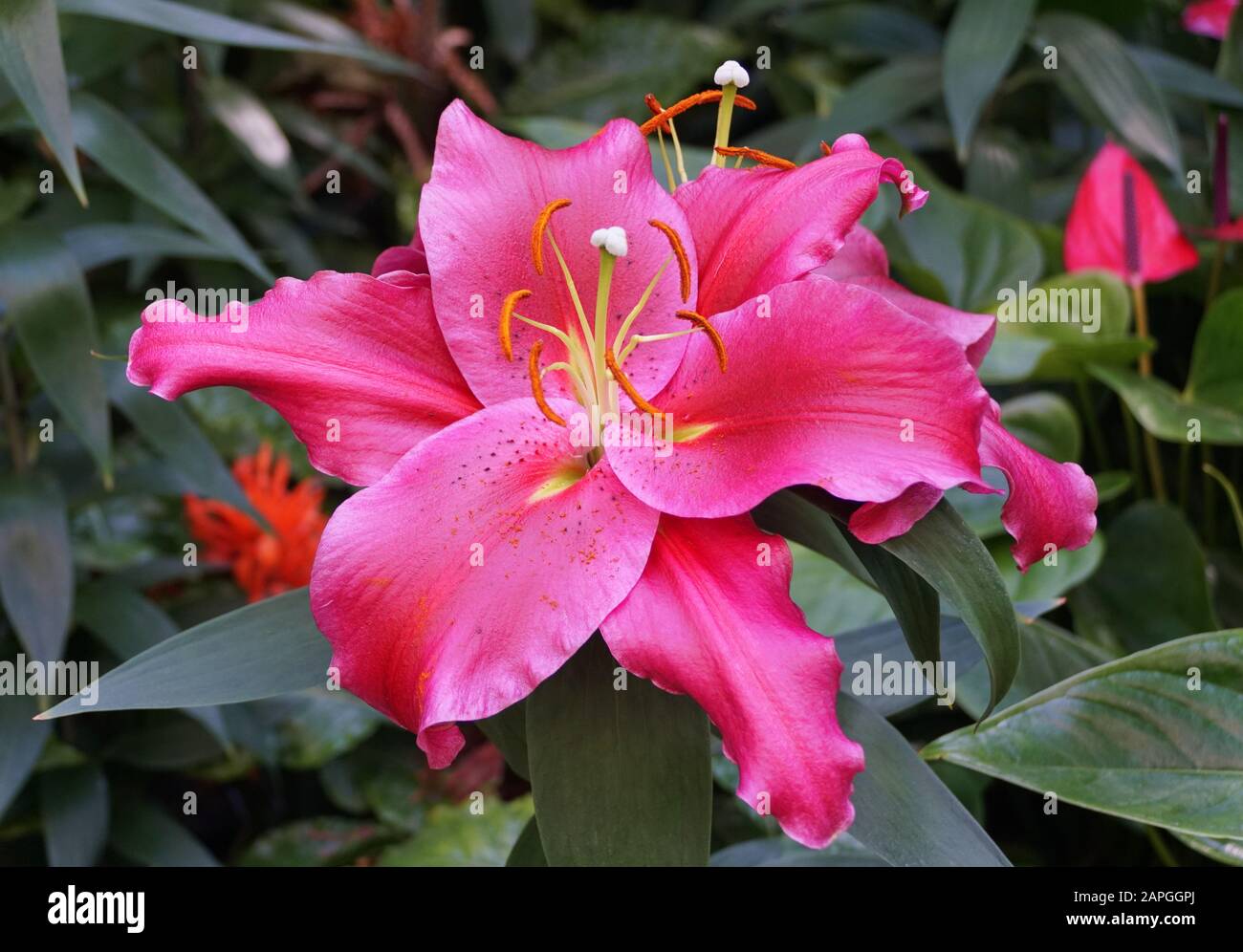 Beautiful deep red flower of Oriental Hybrid Lily Petrolia Stock Photo ...