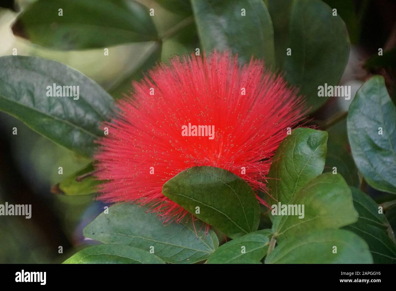 Powder puff tree hi-res stock photography and images - Alamy