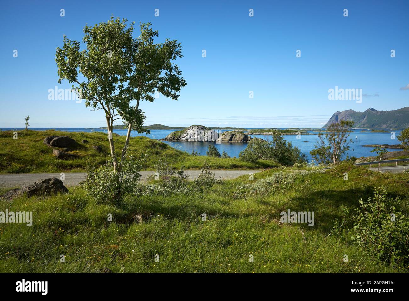 A tree at the famous tourist attraction Hamn Village, Senja island ...