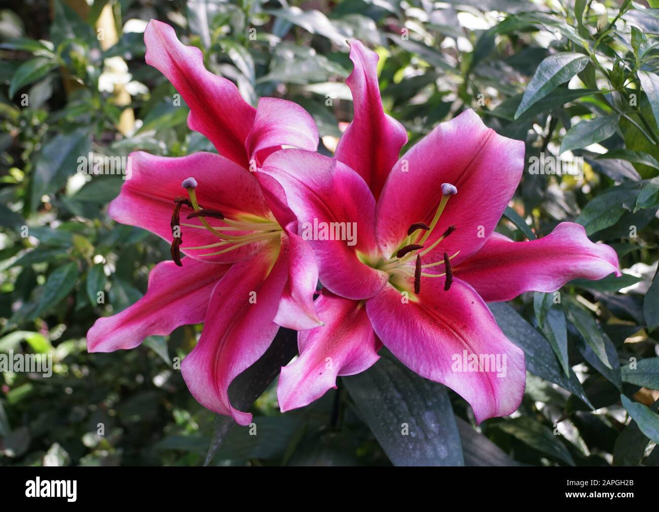 Beautiful deep red flower of Oriental Hybrid Lily Petrolia Stock Photo ...