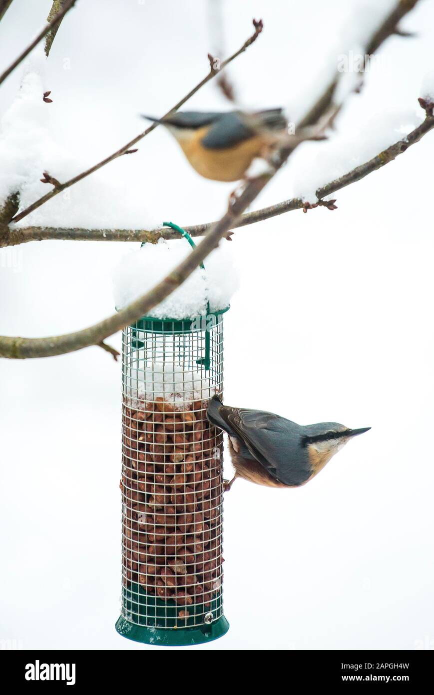 Nuthatches hi-res stock photography and images - Alamy
