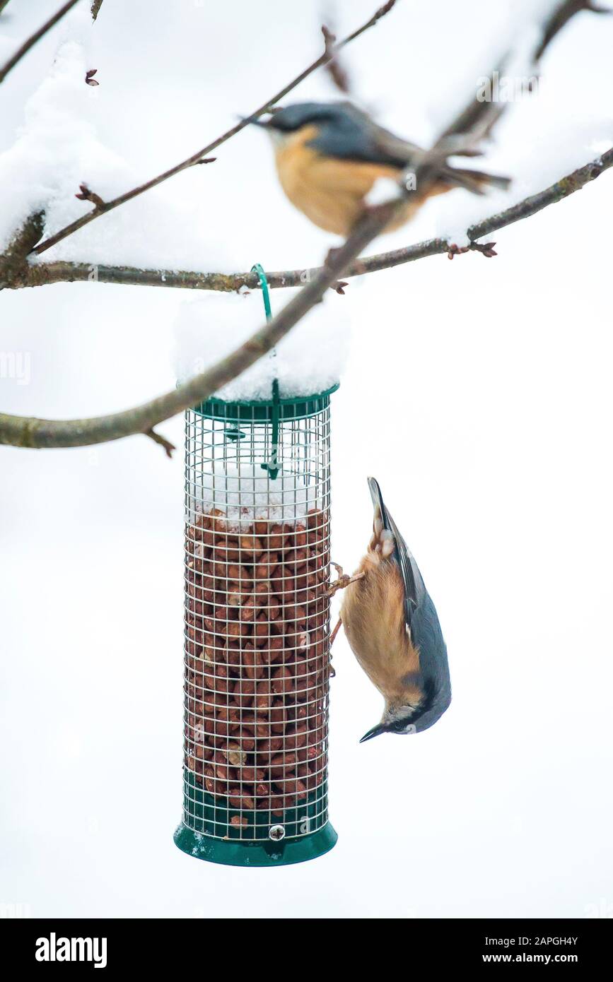 Nuthatches hi-res stock photography and images - Alamy
