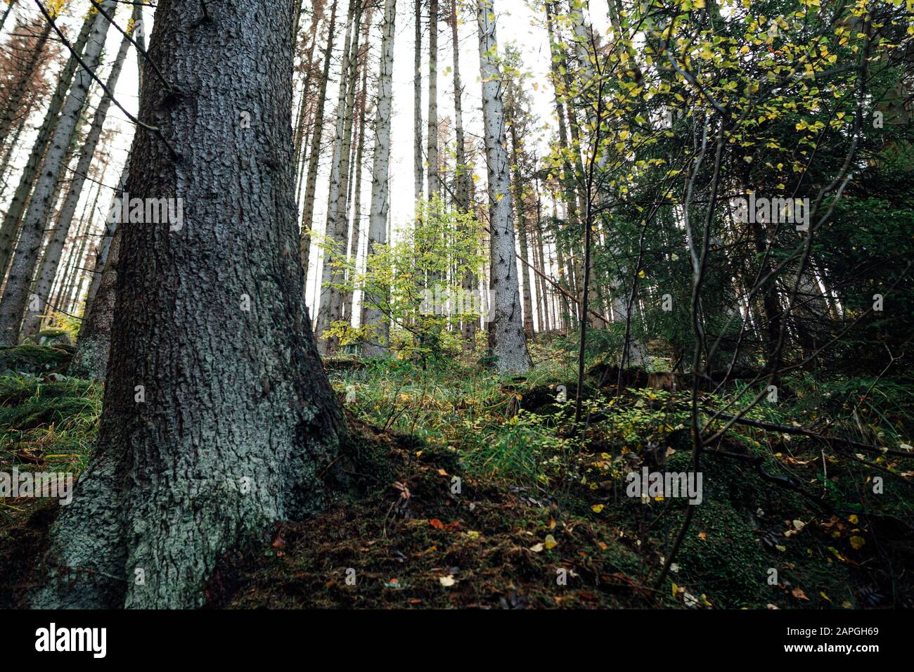 Wilderness forest hi-res stock photography and images - Alamy